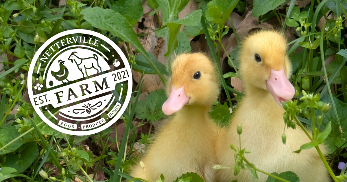 Apparel – Netterville Farm
